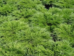 Heritage Nursery West: EVERGREEN SHRUBS