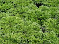 Heritage Nursery West: EVERGREEN SHRUBS
