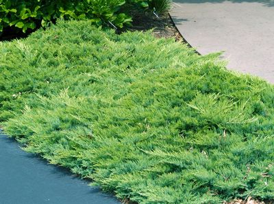 Heritage Nursery West: EVERGREEN SHRUBS