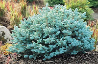 Heritage Nursery West: EVERGREEN SHRUBS