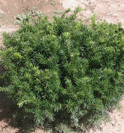Heritage Nursery West: EVERGREEN SHRUBS