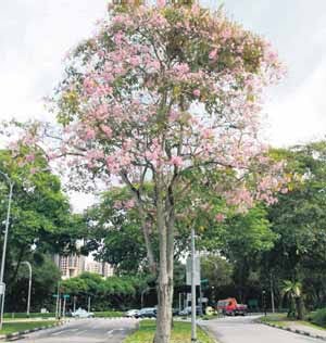 Interesting Green: Truth About S'pore Trees