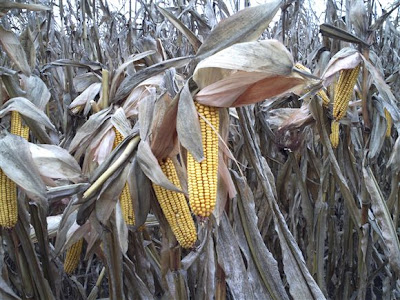 POLJOPRIVREDA: RATARSTVO