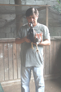 BANTAY-SABONG: "SABUNGERO" - sabong movie in the making