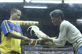 BANTAY-SABONG: CHAMPIONS : ROLIGON MEGA COCKPIT'S 2010 HATAWAN SA TAG-ULAN