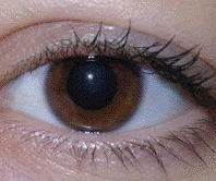 Fuerza 2021: Científicos descubren que reproducción de células madres ...