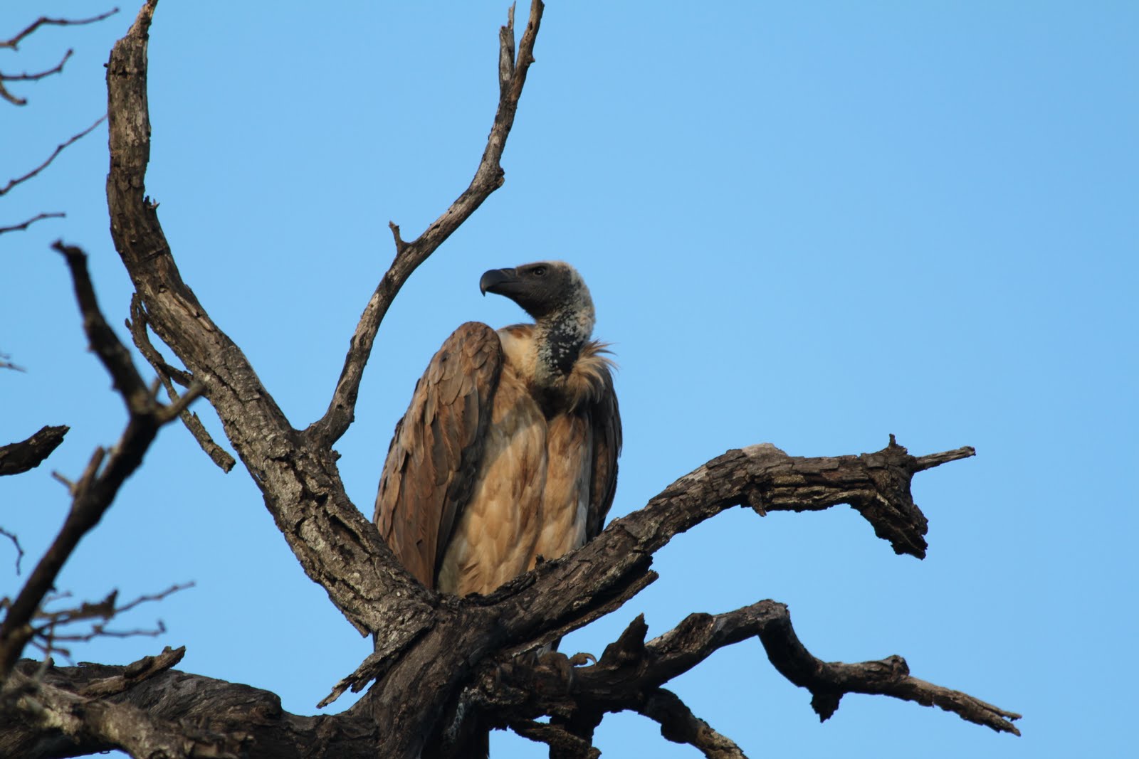 Mathews Adventures in Africa... and Norway... and now India!: Safari Time!