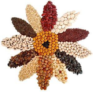 pimenta negra: Guardiões de Sementes – em defesa das variedades ...