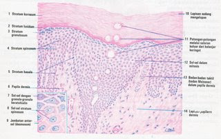 Integumen atau kulit | Tia Karina