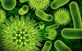 APRENDIENDO CIENCIA Y TECNOLOGIA: El Atlas De Las Bacterias Del Cuerpo ...