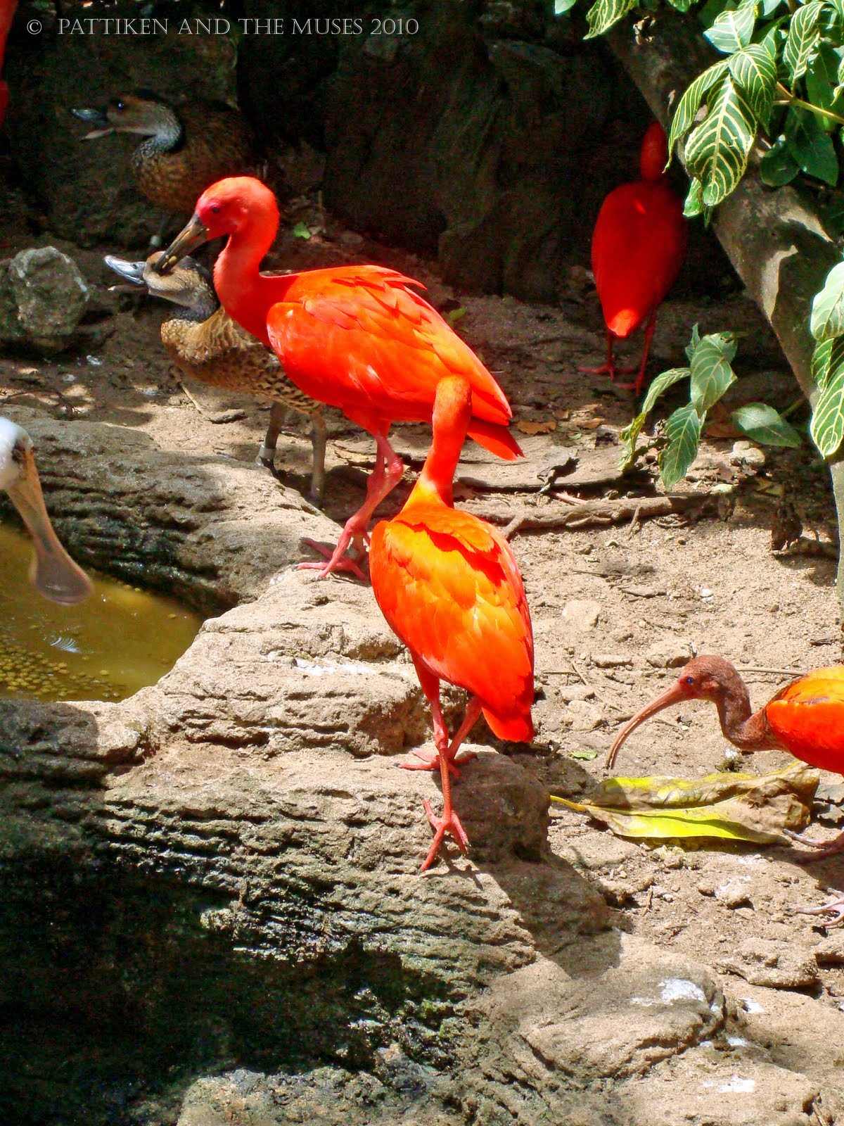 Sightings: PhotoHunt: Orange