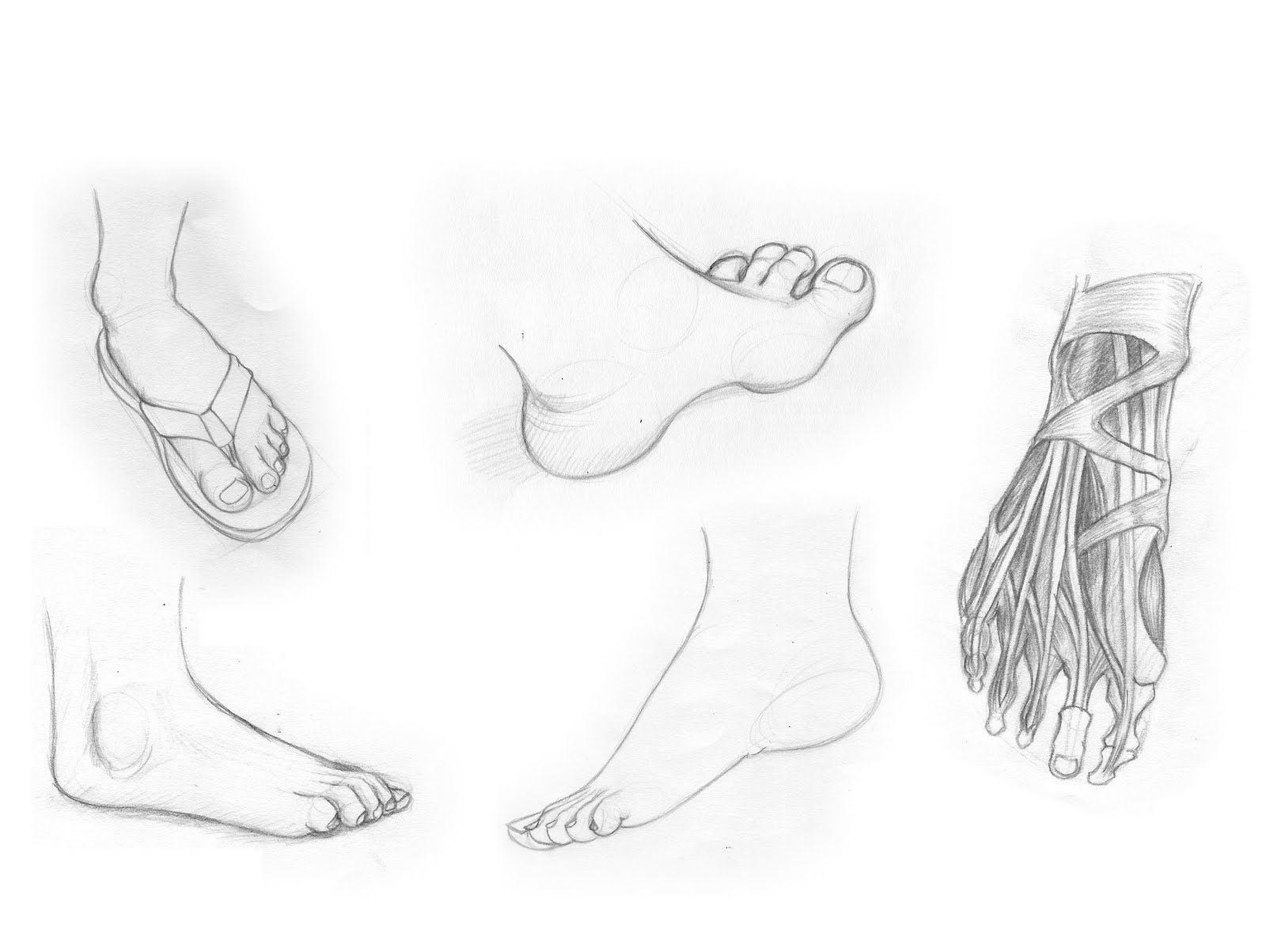 PORTFOLIO,: Life drawing