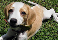 Beagle - little friend and hunter