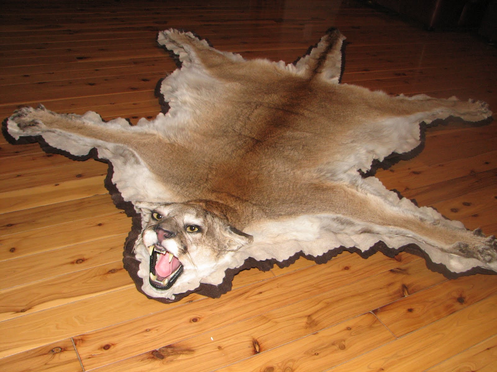 All Seasons Taxidermy: Mountain Lion Rug