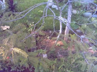 Tepames "Pueblo de gente trabajadora y valiente"