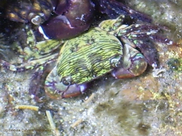 Fauna de Fuerteventura: Pachygrapsus transversus (juyón)