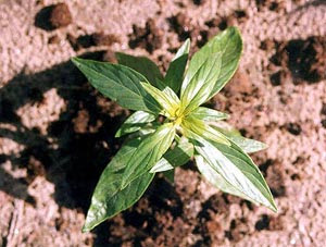 Health, Wealth and Vastu: Kalmegh - the wonder herb!