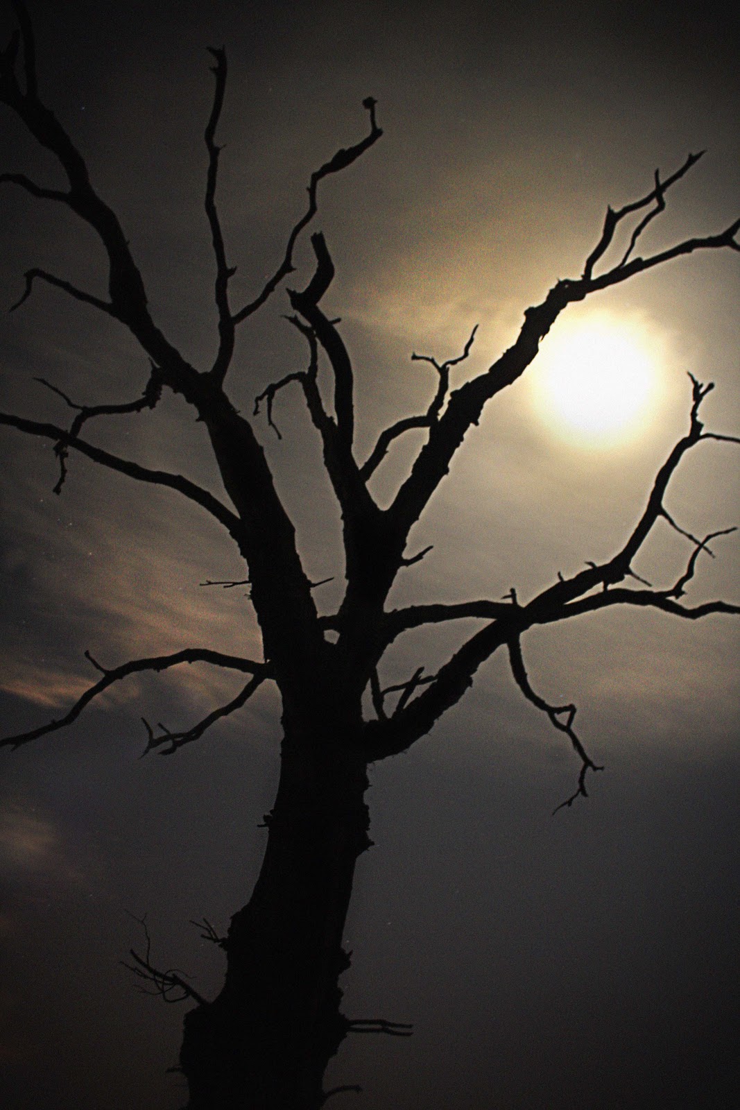 PHILIP MCINTOSH PHOTOGRAPHY