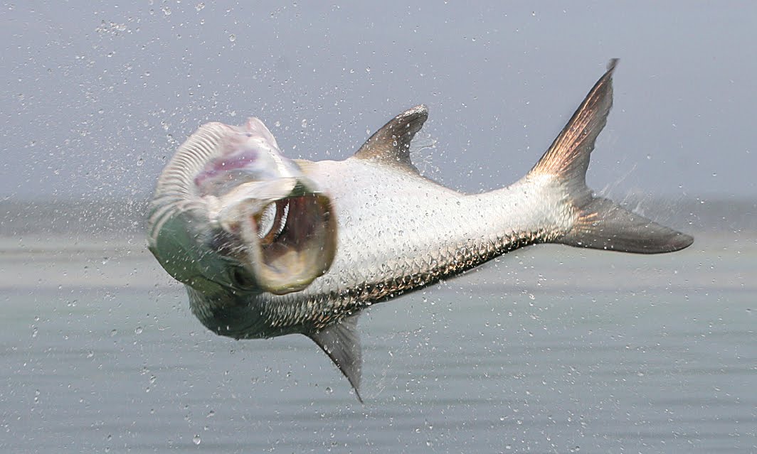 Online Fly Fishing Magazine - CATCH MAGAZINE - Film - Video ...