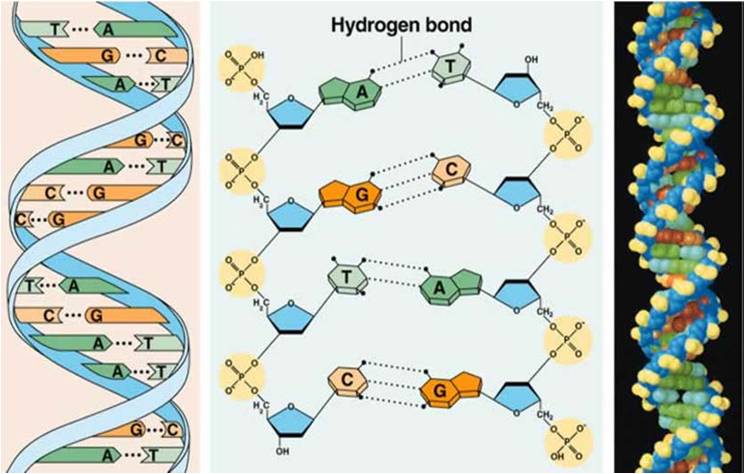 BELAJAR BIOLOGI YUUK: DNA DAN RNA GENOM