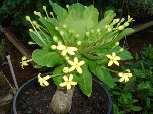 Sugarcane & Sunshine: The Alula - An Endangered Native Hawaiian Plant