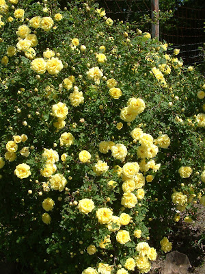 Mountain Mama: June 2009