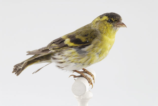 BECRE - ES Cacilhas-Tejo: Lugre (Carduelis spinus)