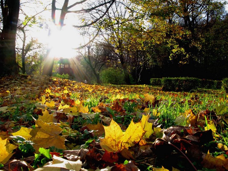 shemodgoma: shemodgoma