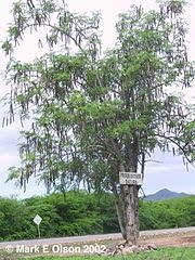 My Silverpen: THE MIRACLE TREE OR MORINGA OLEIFERA