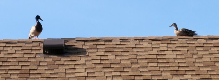 Travels and Other Mullings: Ducks or Pigeons