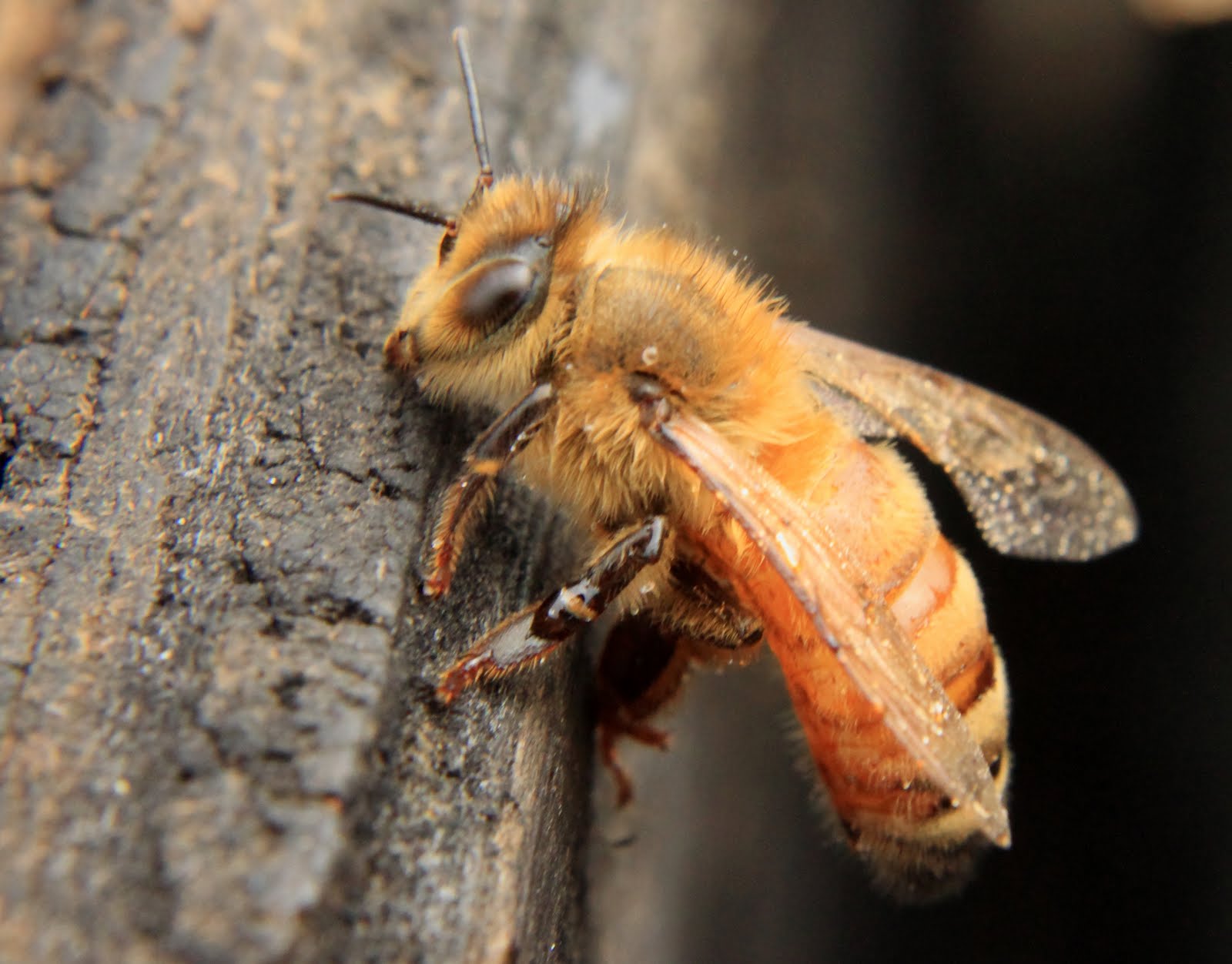 Tony Brown's News Blog: Bee's Good for Life