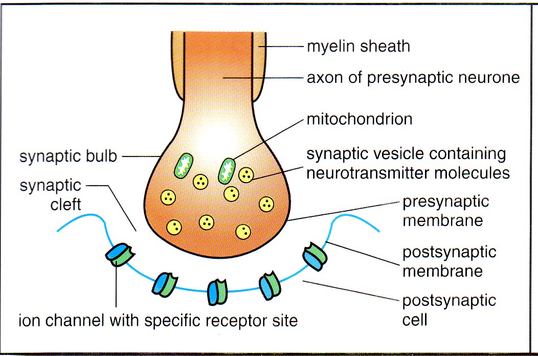 ELDY's blog: JALANNYA IMPULS DI NEURON