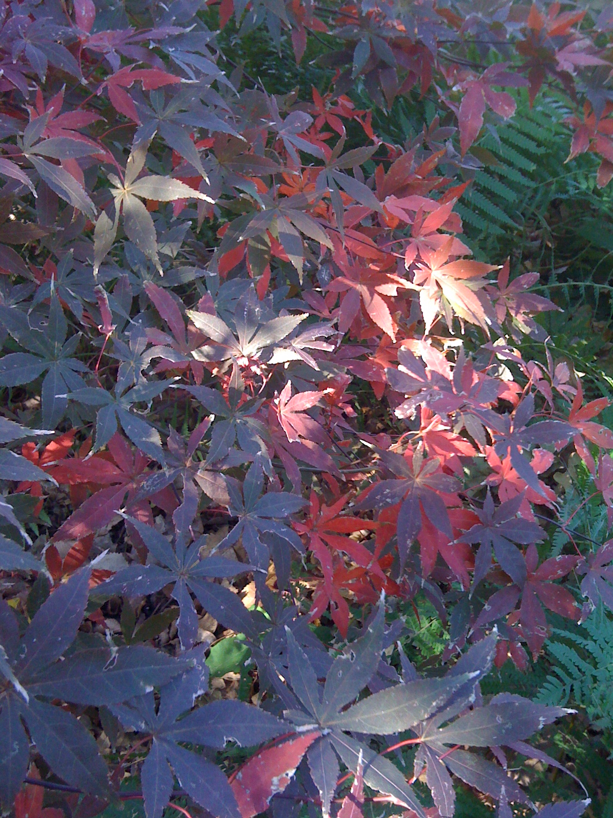 Signature Gardens: Autumn in December - Marvelous Maples