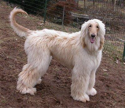 Afghan Hound | All Dog Breeds