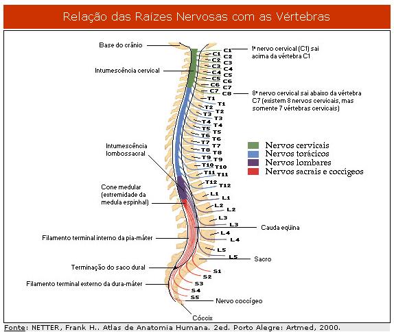 Fisioterapia e Qualidade de Vida!: A Coluna Vertebral