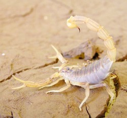 informaciondestinada: TEMA INTRODUCTORIO SOBRE EL ALACRAN AZUL