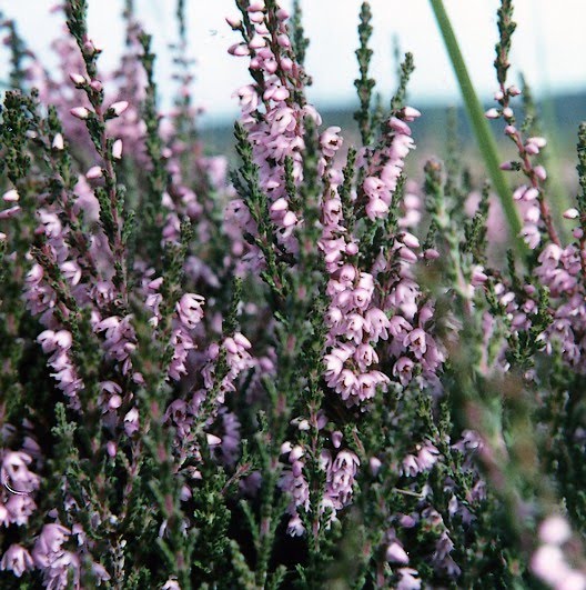 Flore sauvage en Suisse (et Jardins botaniques): CALLUNA VULGARIS (L.) Hull