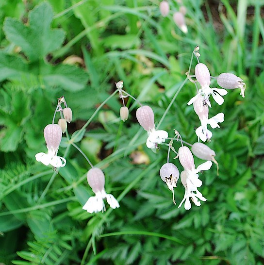 Flore sauvage en Suisse (et Jardins botaniques): SILENE VULGARIS ...