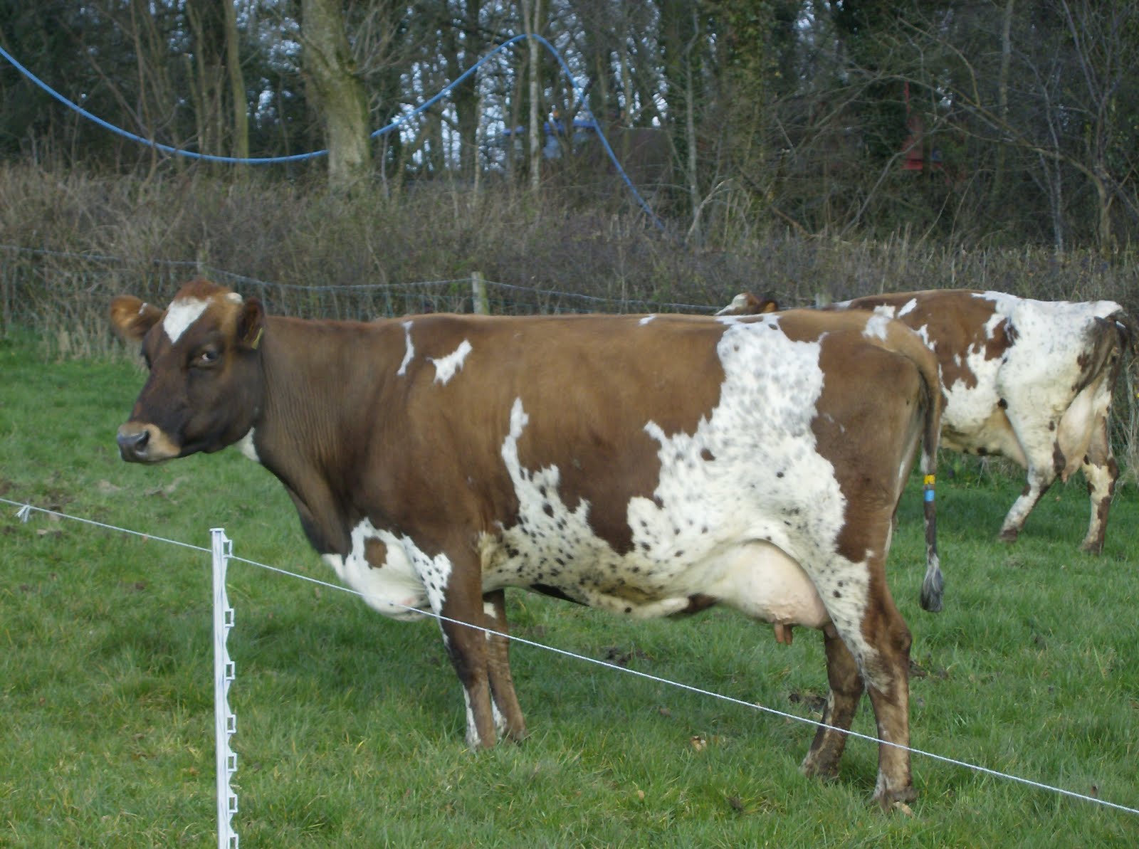 Life on a Welsh Farm: Spring Turnout of Dairy Cows, Ladybirds, Home ...