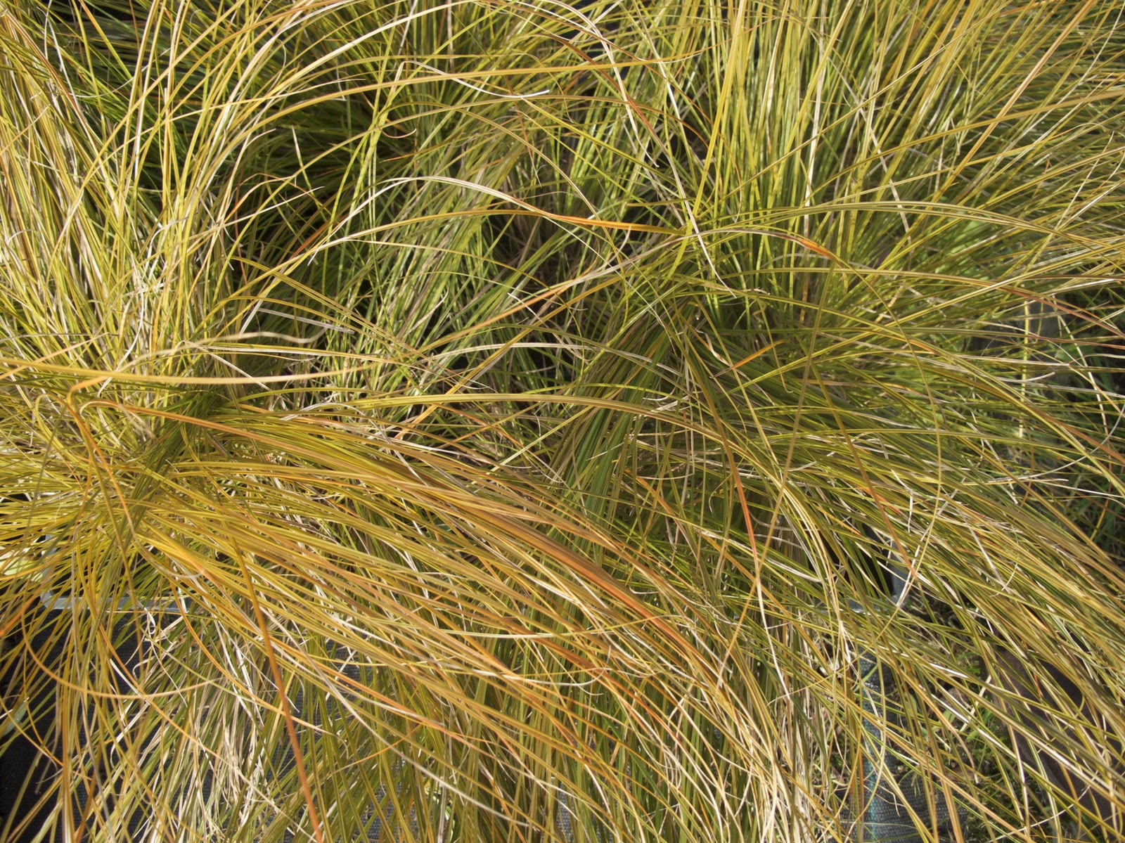 Pivoines et Macarons: Carex Spp