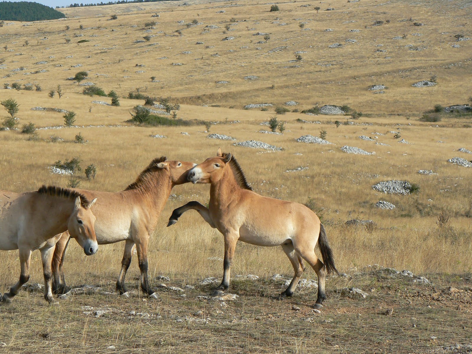 journey to better hooves: Przewalski horse