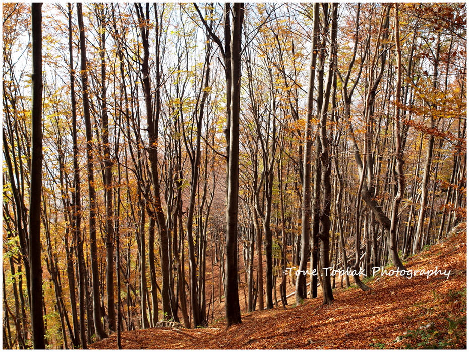Narava hribi in gore: Boč-978m in jesenske barve