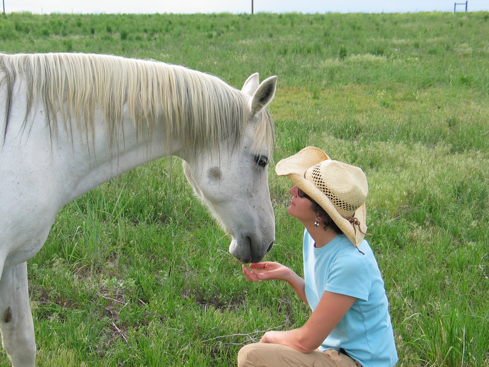The Path of the Horse: Yin-Yang model