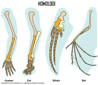 BioLoGi AbSiS MeNyeNaNgkaN: homologi dan analogi