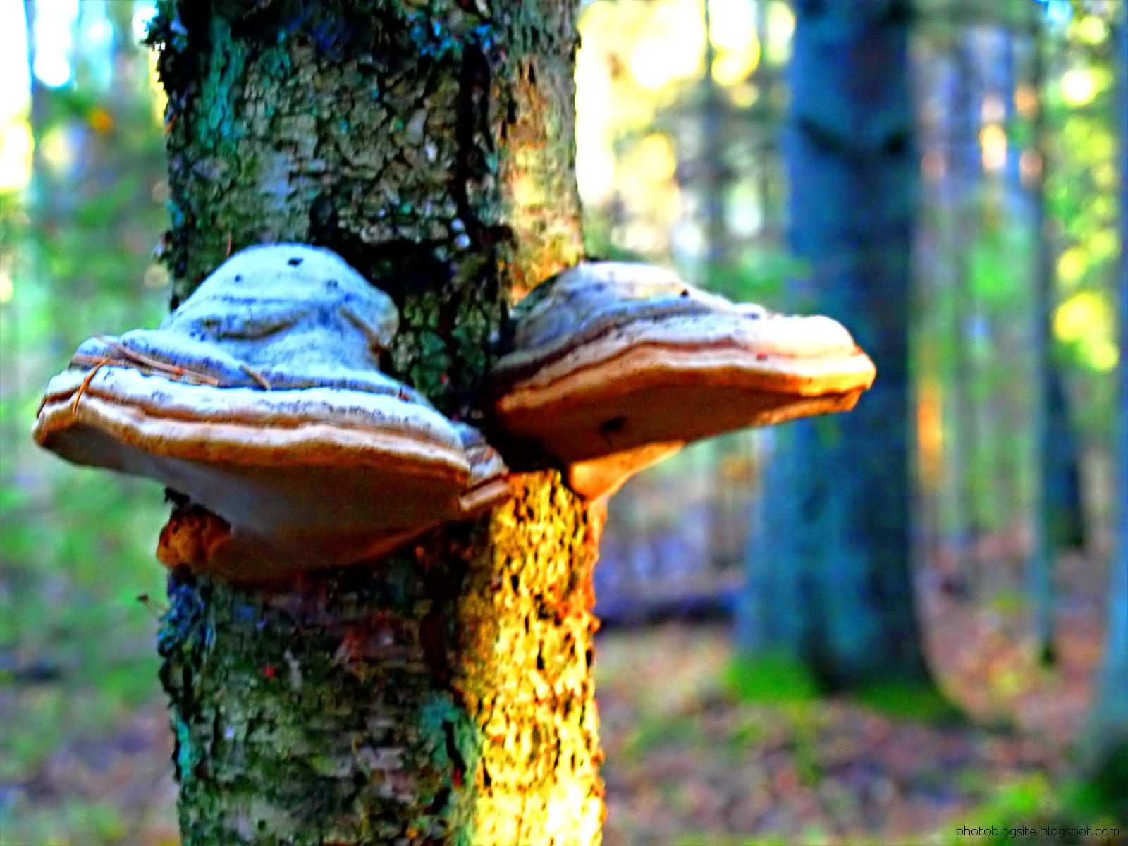 Rudens, mežs, krāsas - PhotoBlogSite