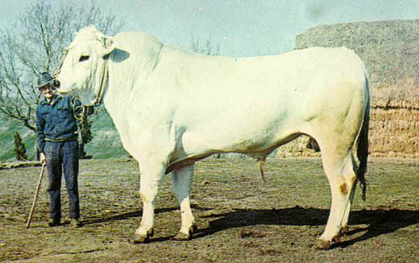 STRANGE BUT TRUE...AMAZING FACTS!: The Most Famous Cows