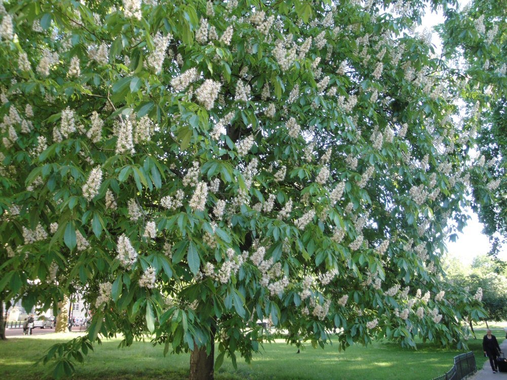 We moved on and strolled through St. James Park, the garden area in ...