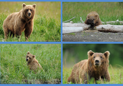 Bears at Hallo Bay: Bears: Collage of Bears ©PPTorre
