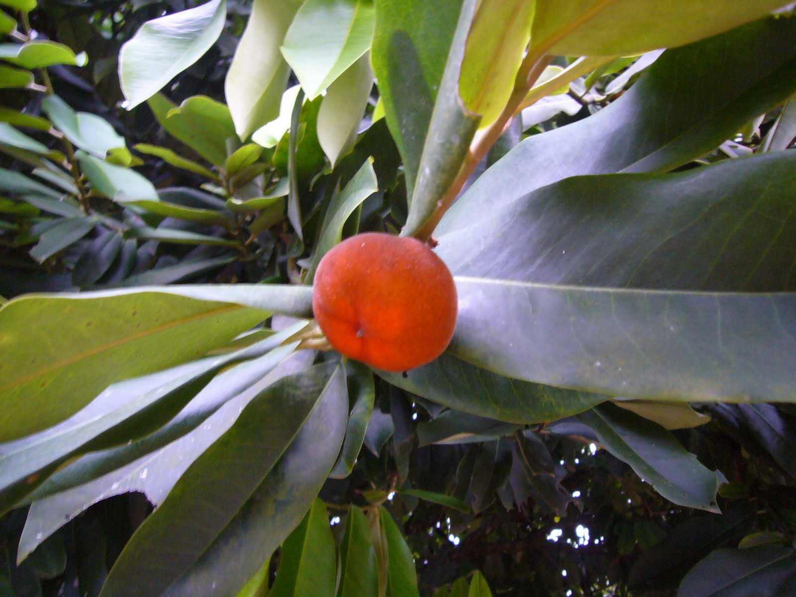 Sinar Hidup: Pokok Mentega....