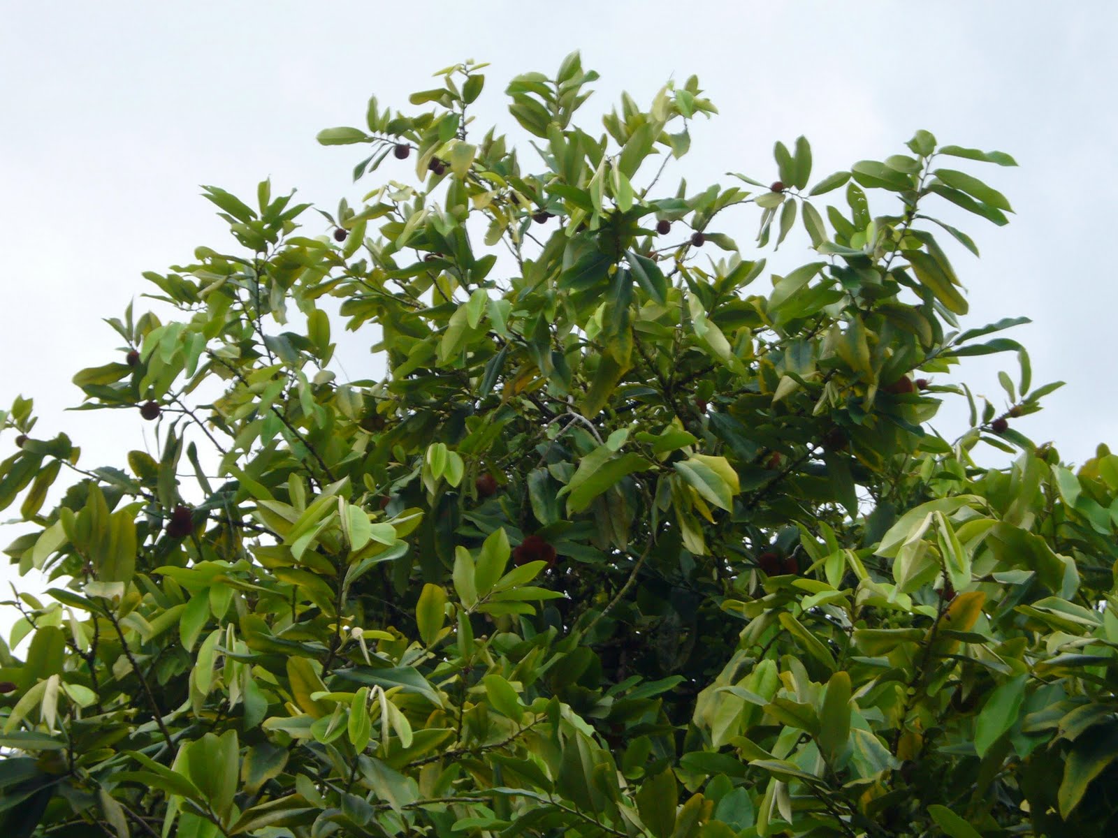Sinar Hidup: Pokok Mentega....
